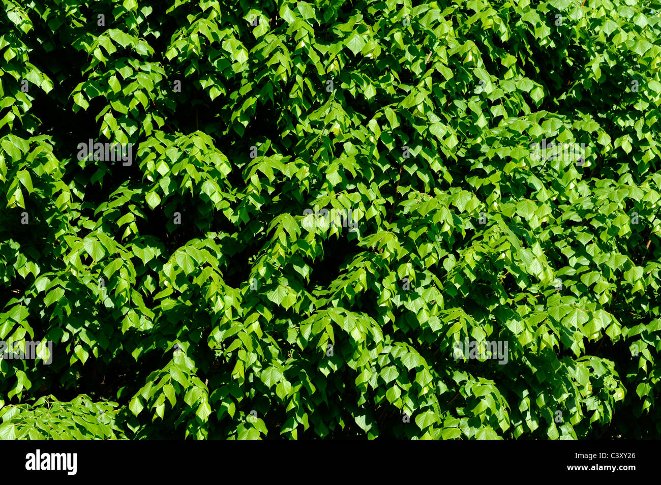 Tilia platyphylos tree at spring, France Stock Photo - Alamy