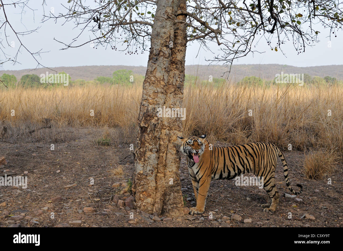 Tiger flehmen hi-res stock photography and images - Alamy