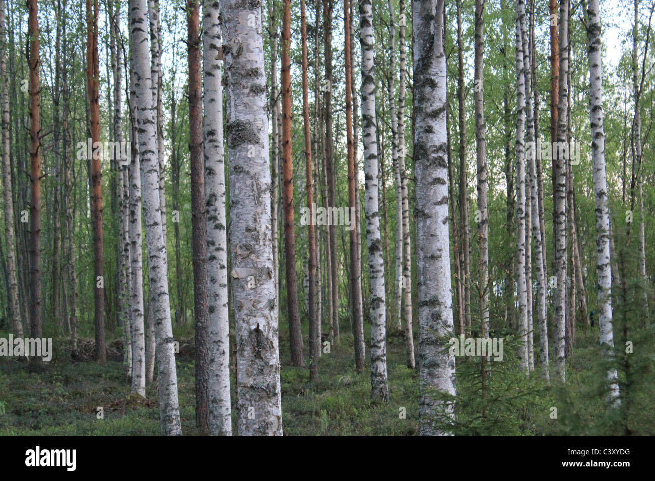 Finnish forest with birches and pine trees. Birch is symbolic of ...