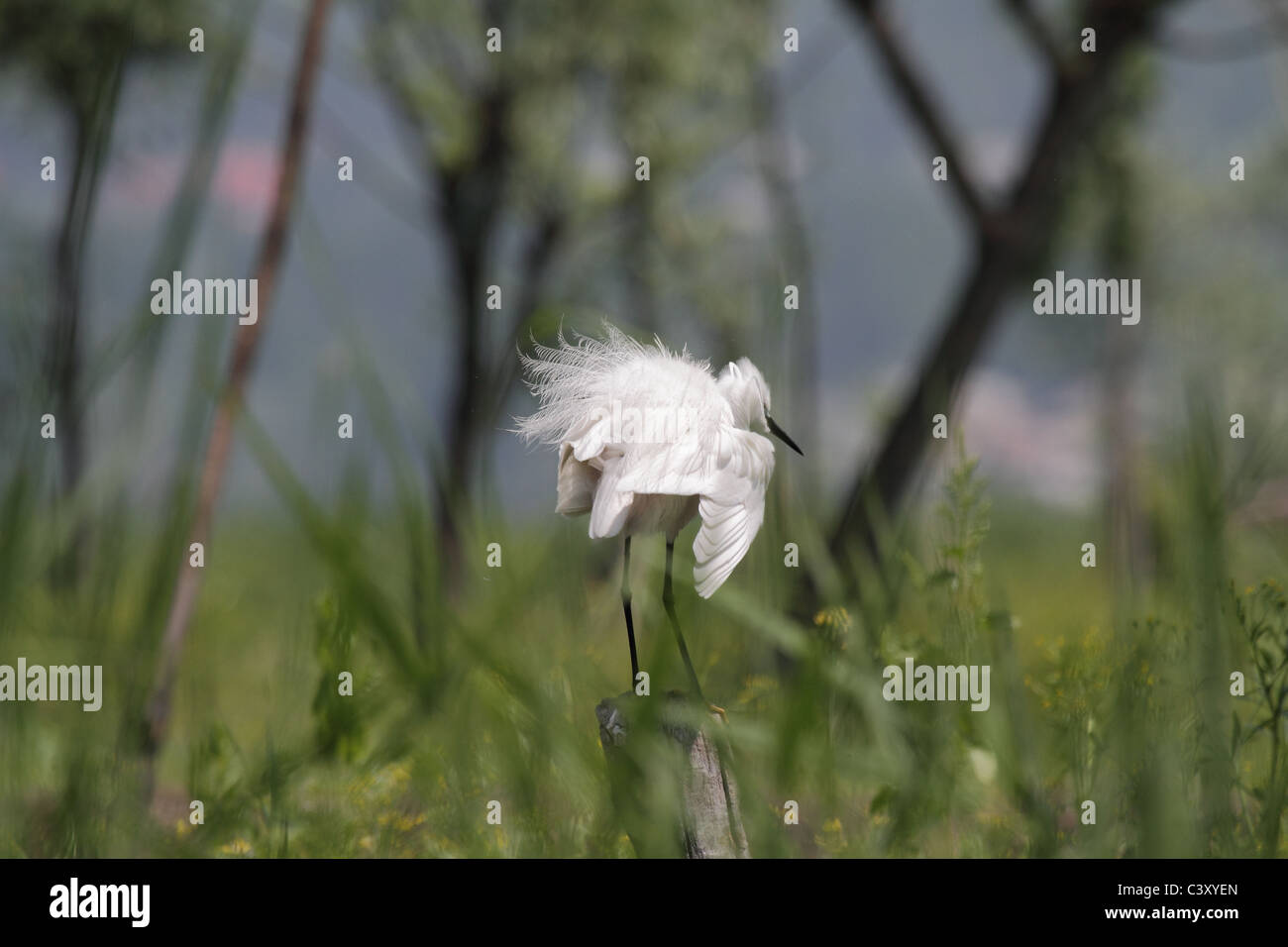 Fluffed up bird hi-res stock photography and images - Alamy