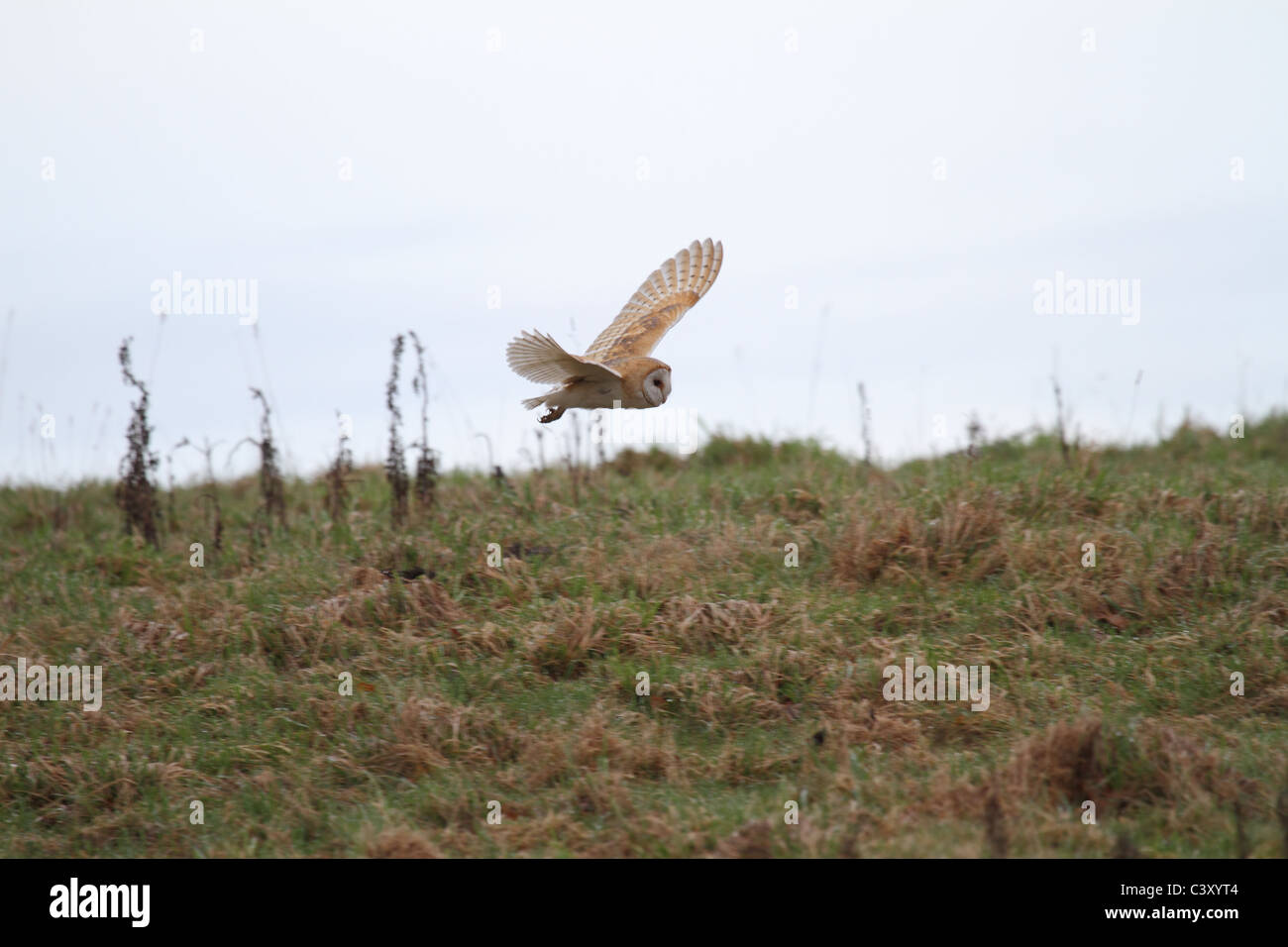 barn owl in flight detailed Stock Photo - Alamy