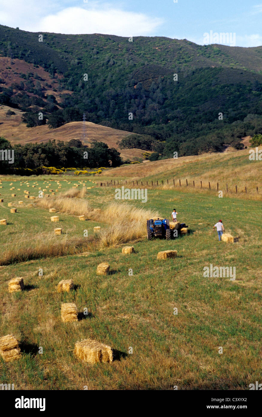 Clear Lake, California. Farm Workers harvest hay during fall season ...