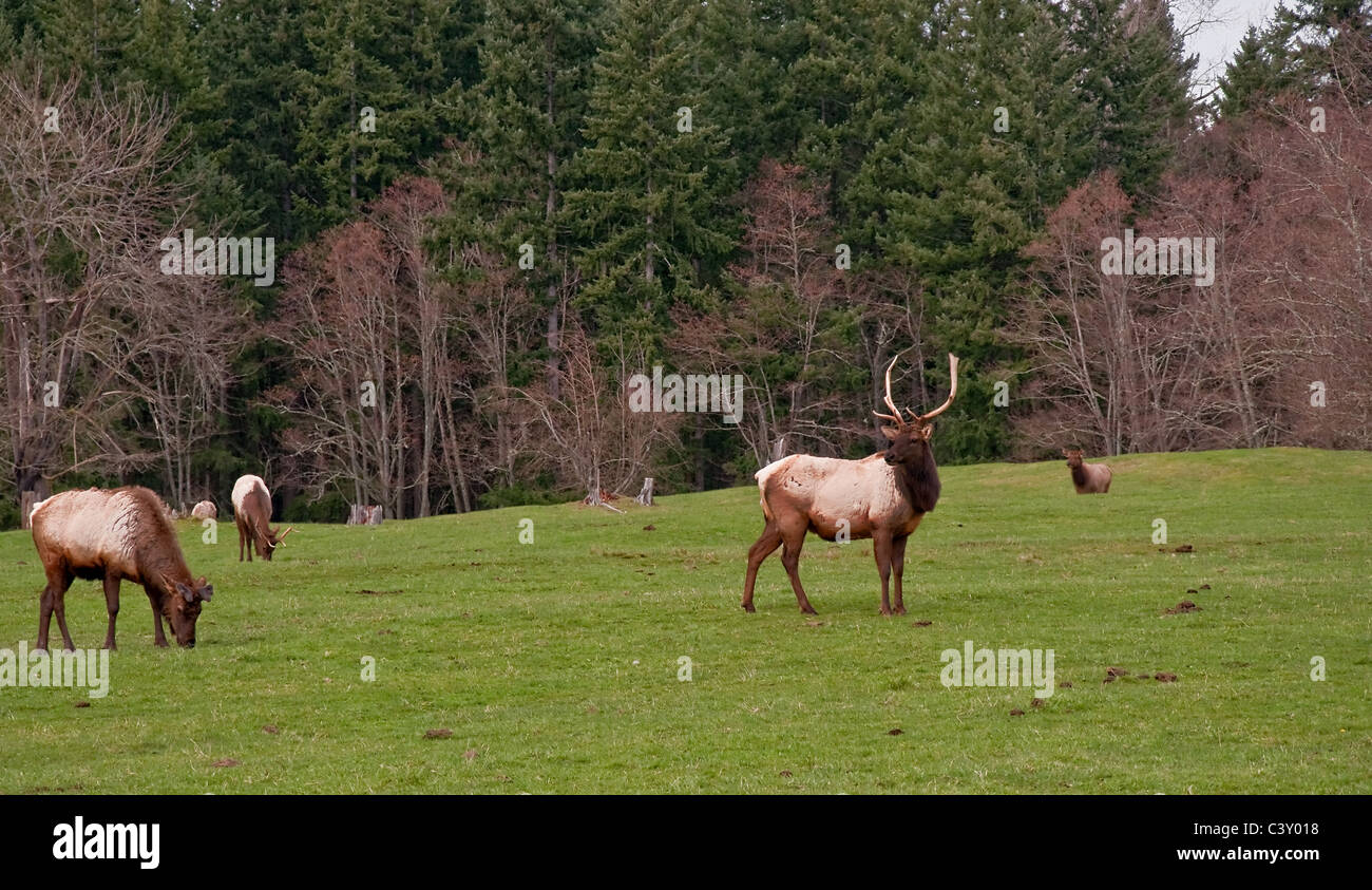 This wildlife stock image shows a herd of elk, with a large bull elk ...