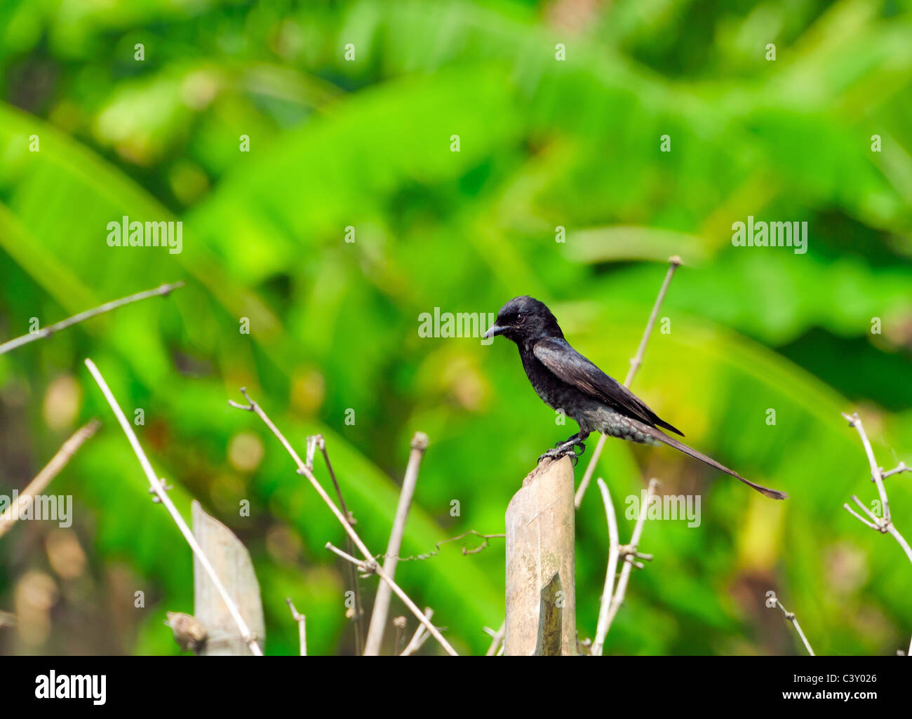 Drongo bird hi-res stock photography and images - Alamy