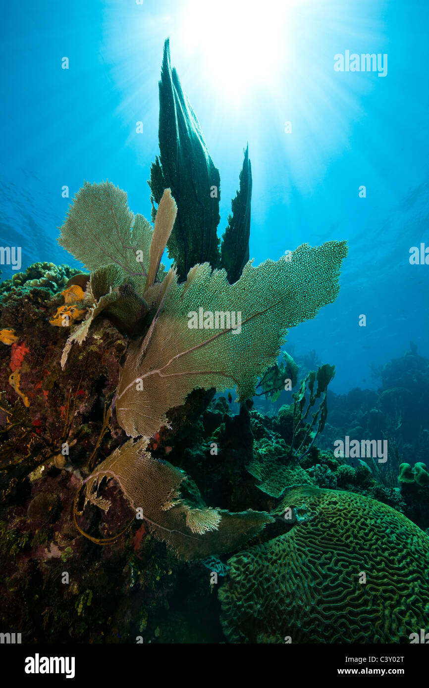 Sea Fan on a tropical coral reef with rays of sunlight from above ...