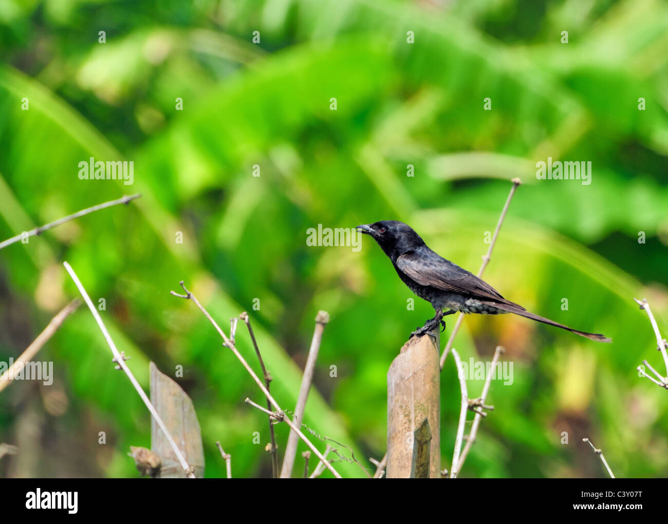 Drongo bird hi-res stock photography and images - Alamy