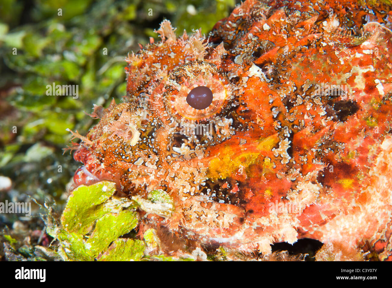 Spotted Scorpionfish (Scorpaena plumieri) on a tropical coral reef off ...