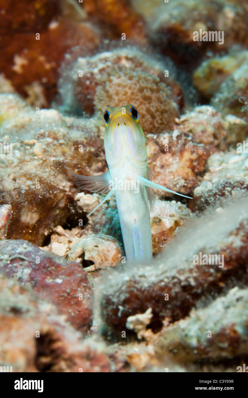 Yellowhead Jawfish (Opistognathus aurifrons) on a tropical coral reef ...