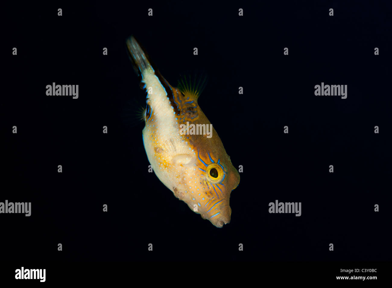Sharpnose Puffer (Canthigaster rostrata) on a tropical coral reef off ...