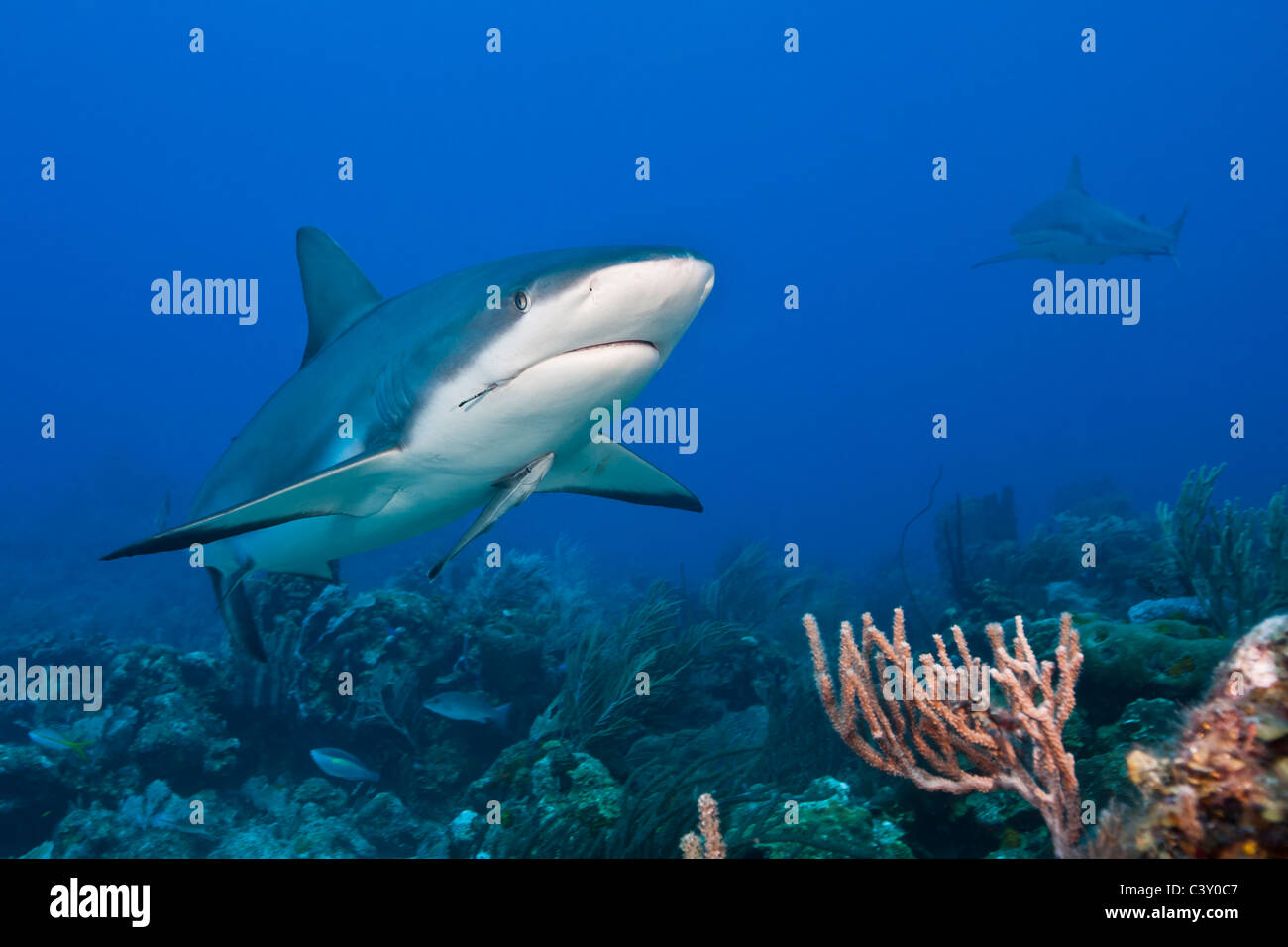 Whitefin shark hi-res stock photography and images - Alamy