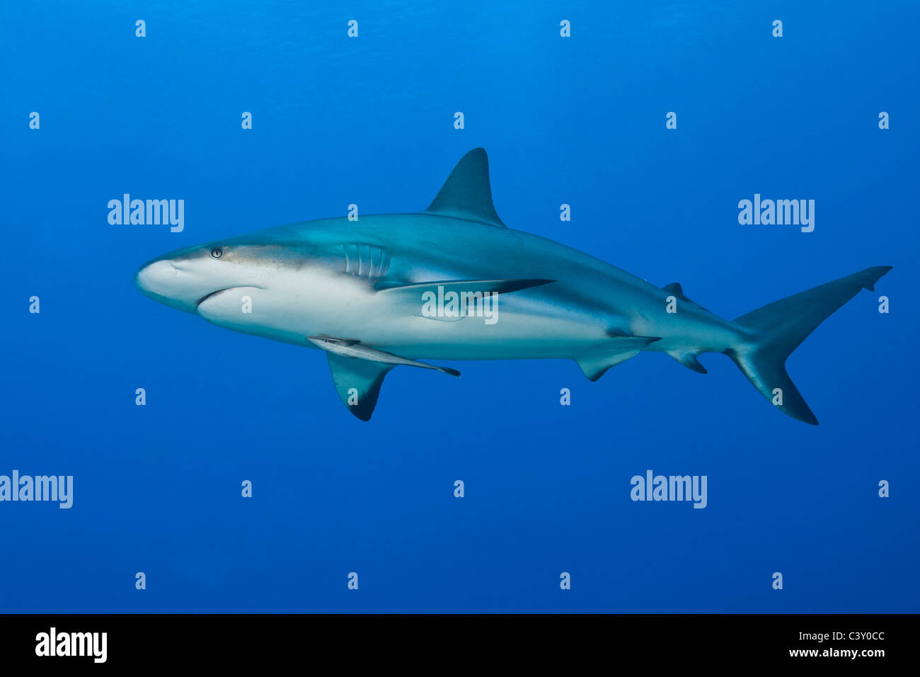 Reef Shark (Carcharhinus perezii) with an attached Whitefin Sharksucker ...