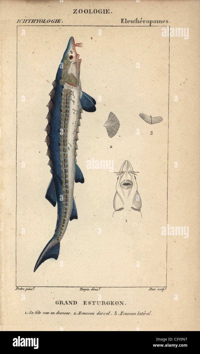 Esturgeon High Resolution Stock Photography and Images - Alamy