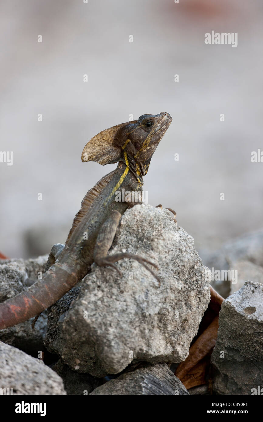 Striped basilisk lizard hi-res stock photography and images - Alamy