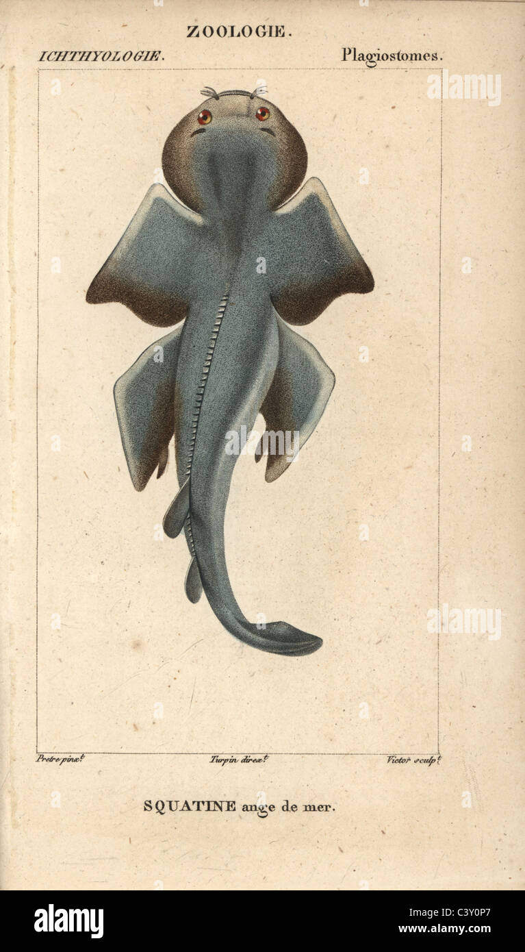Ange de mer squatina hi-res stock photography and images - Alamy