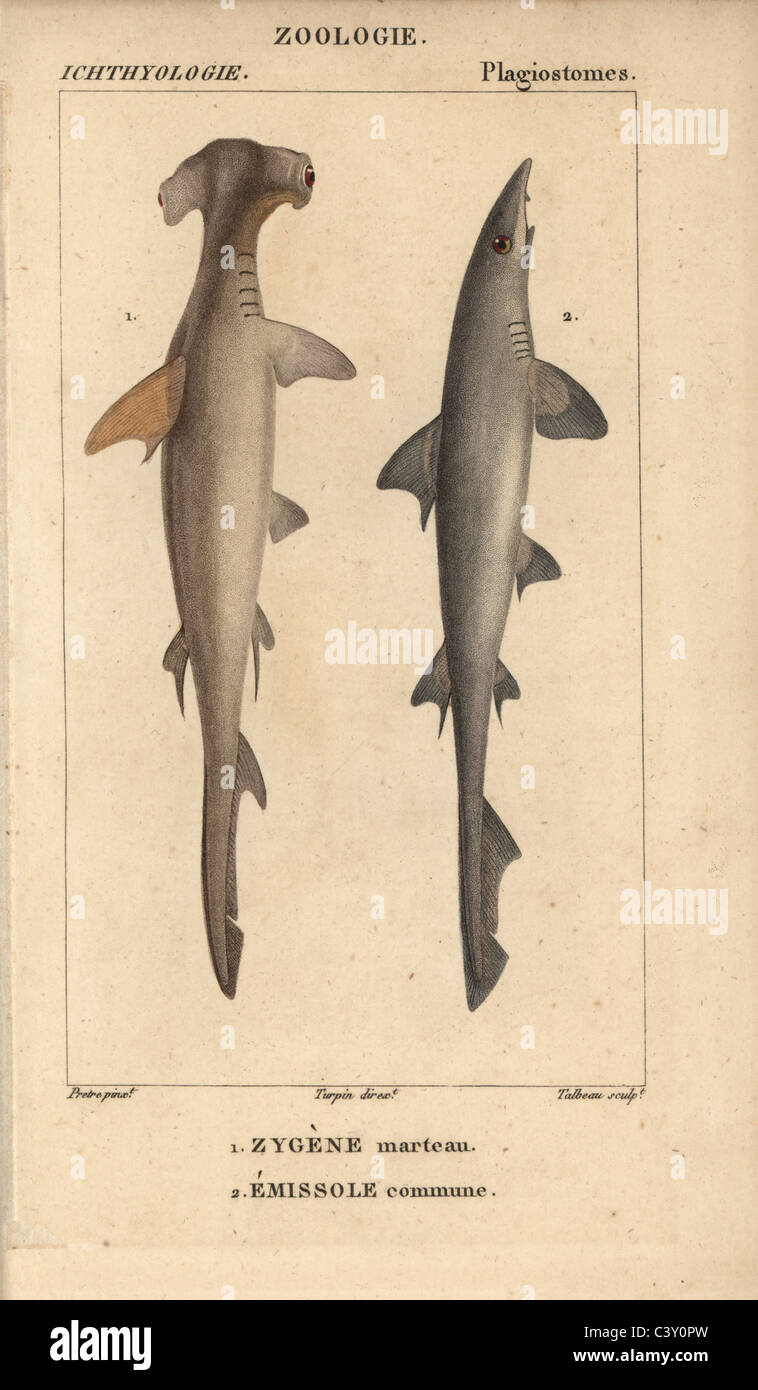 Houndshark hi-res stock photography and images - Alamy