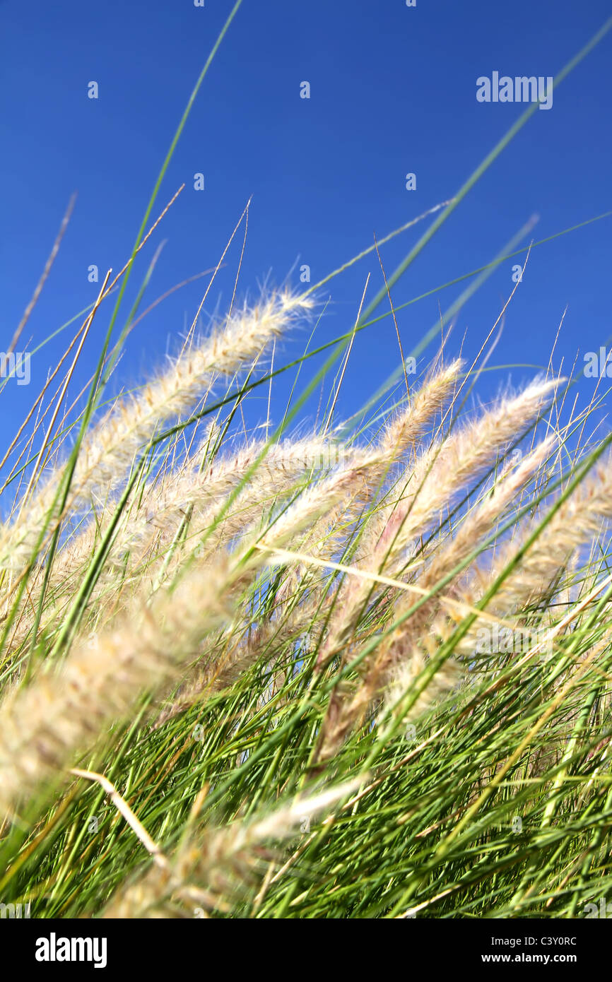 Grass in the wind Stock Photo - Alamy
