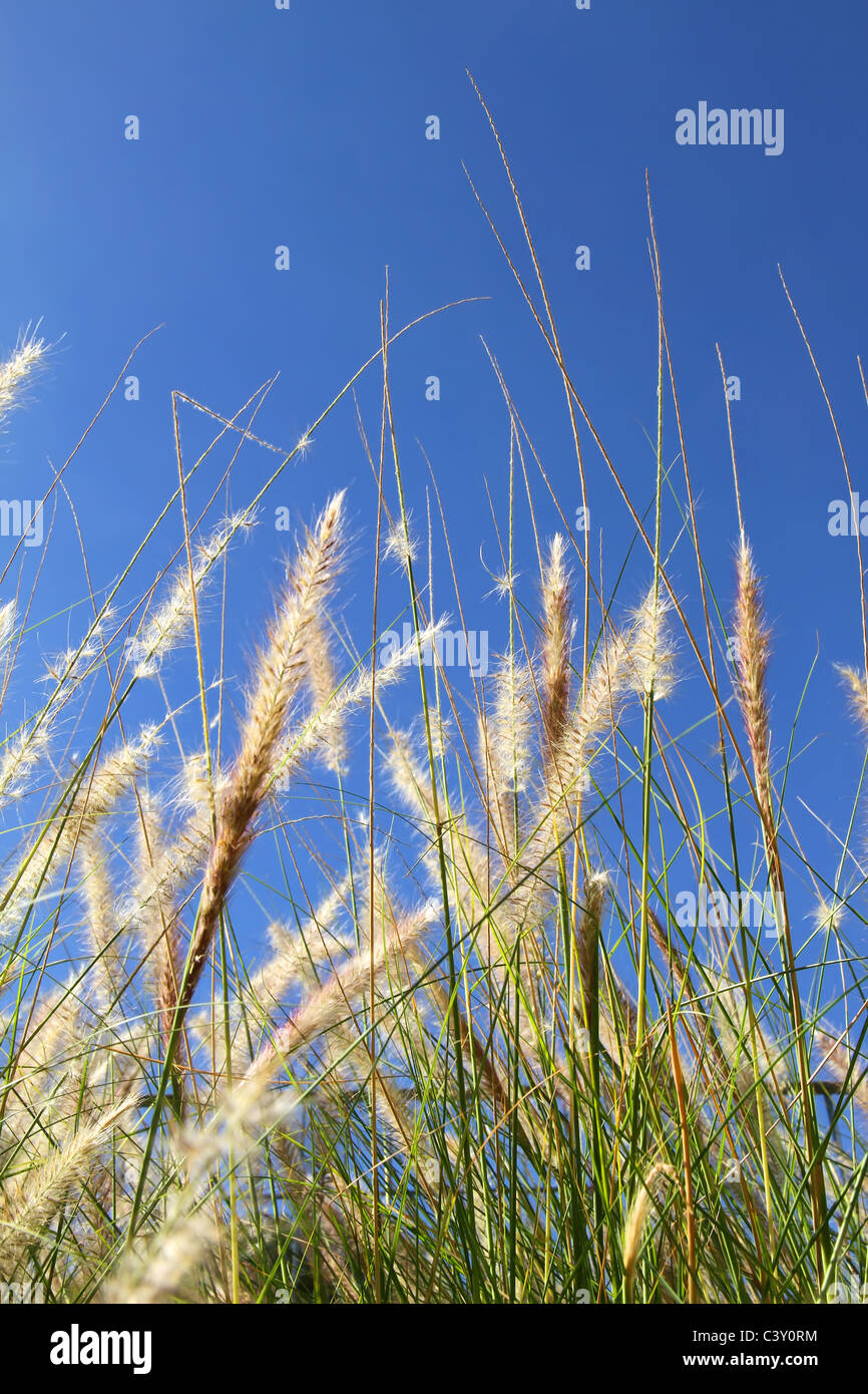 Grass in the wind Stock Photo - Alamy