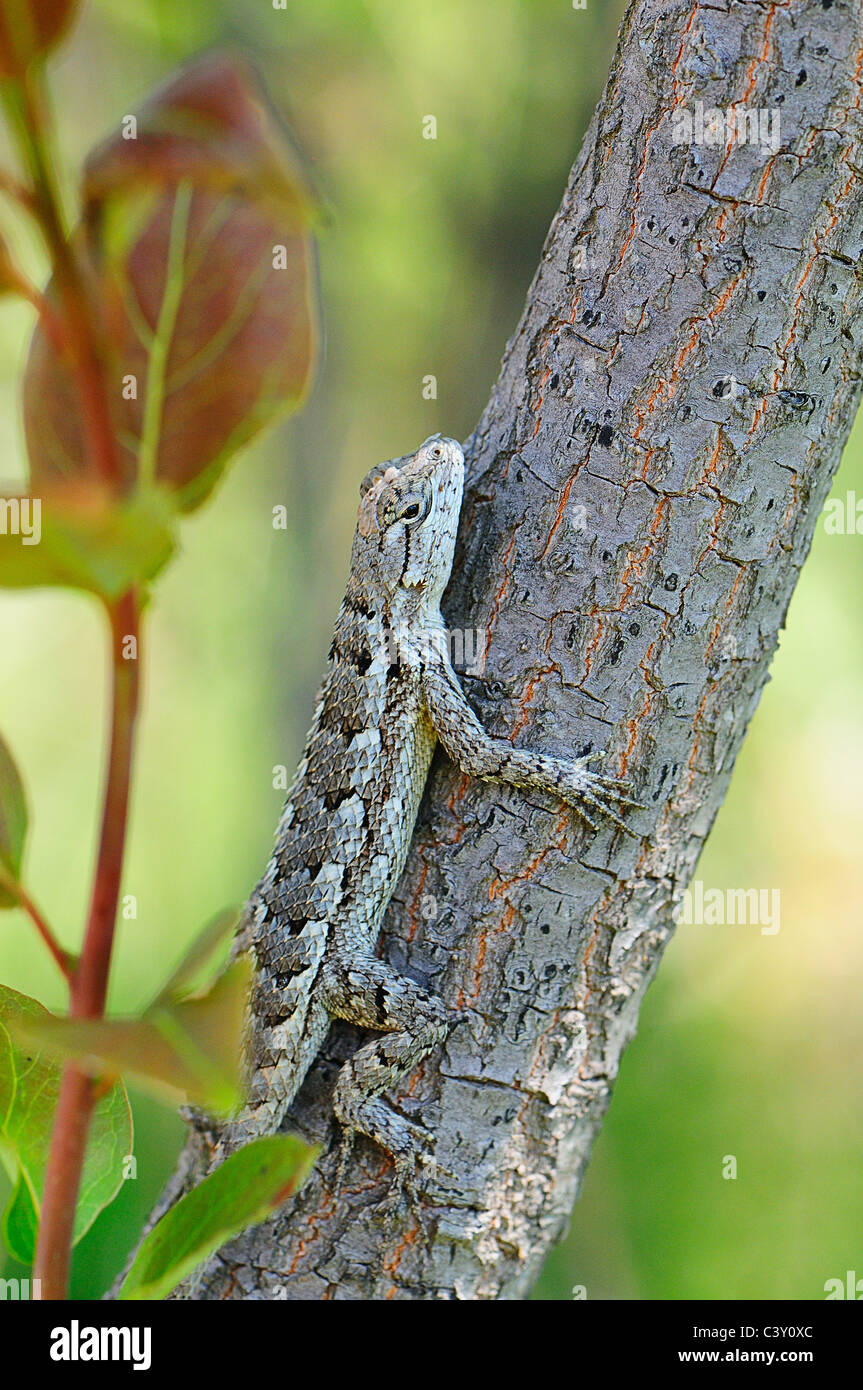 Texas Spiny Lizard Stock Photo - Alamy