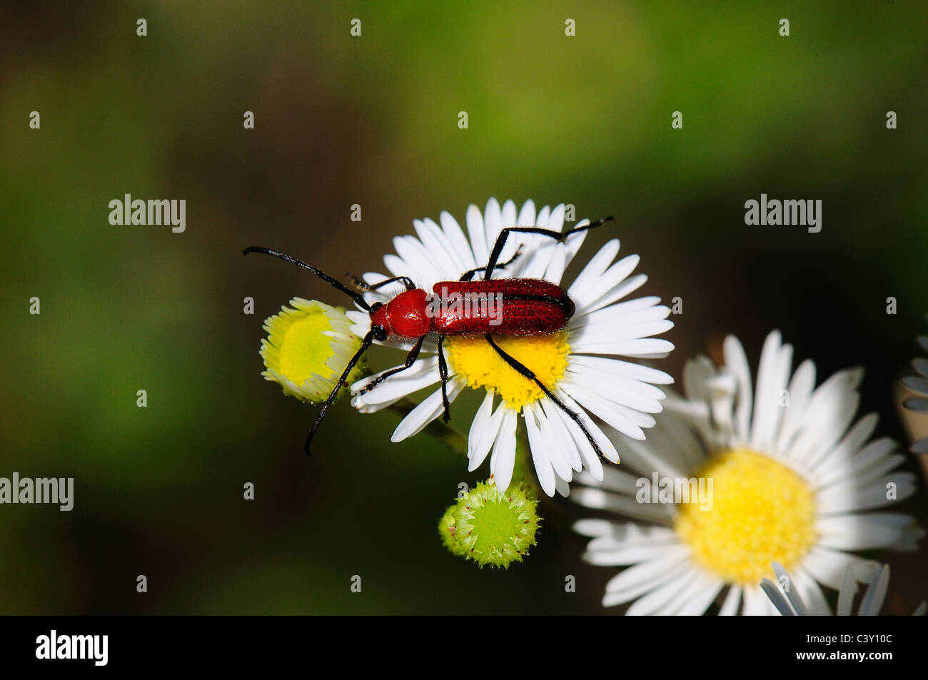 Fleabane beetle hi-res stock photography and images - Alamy