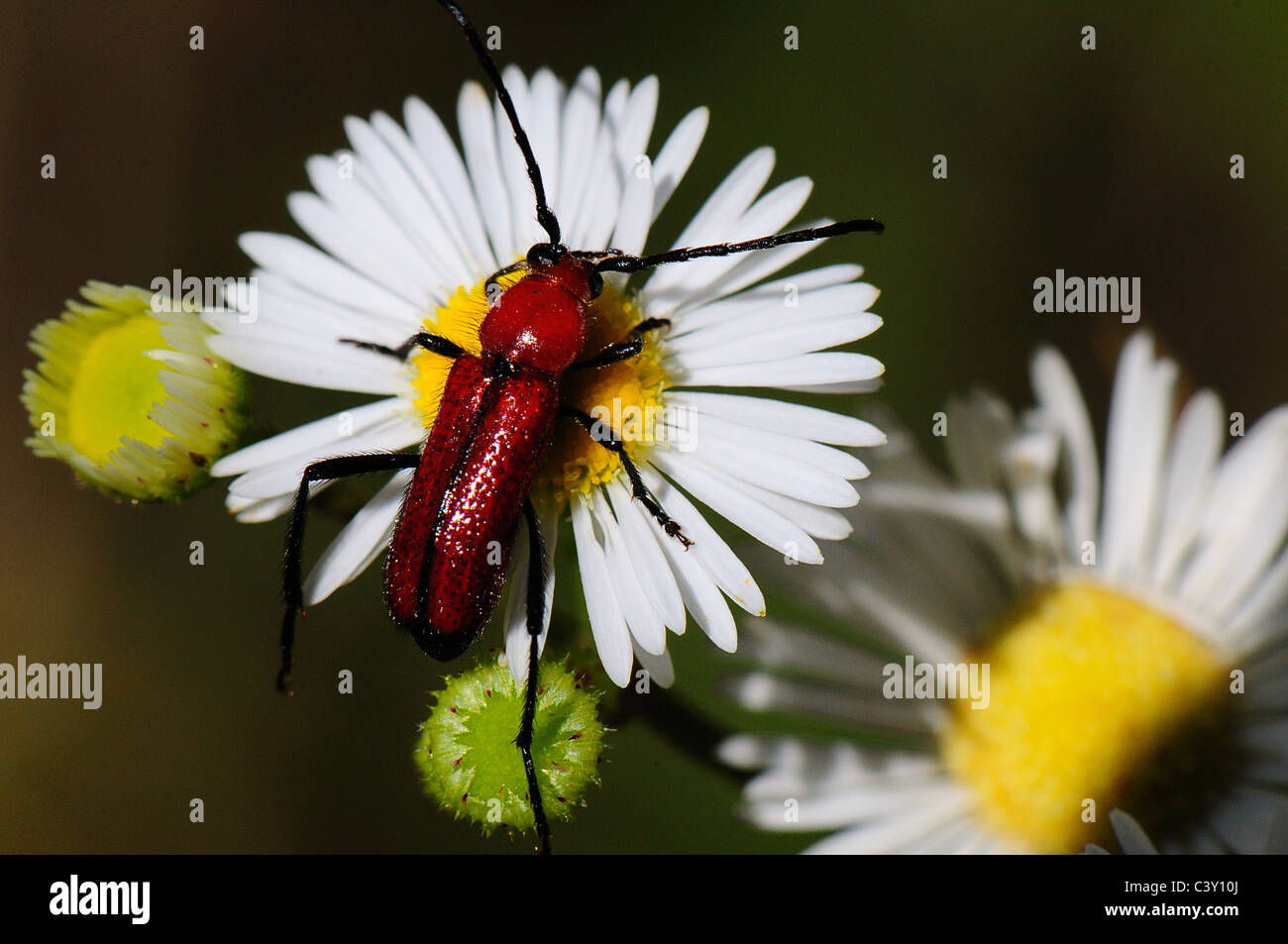 Red beetle hi-res stock photography and images - Alamy