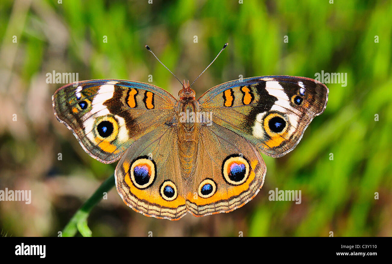 Buckeye butterfly hi-res stock photography and images - Alamy