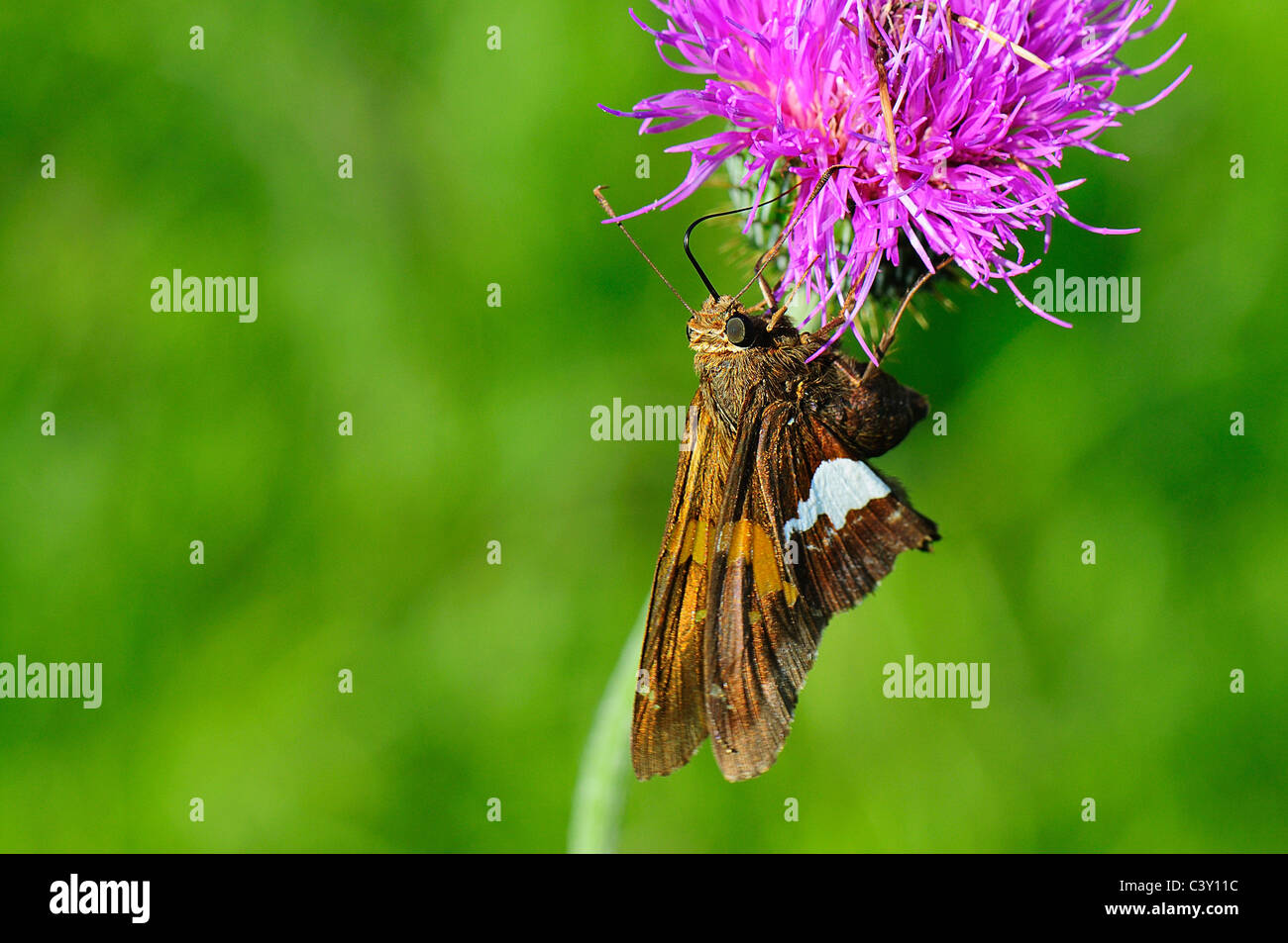 Hoary willow or rosemary hi-res stock photography and images - Alamy