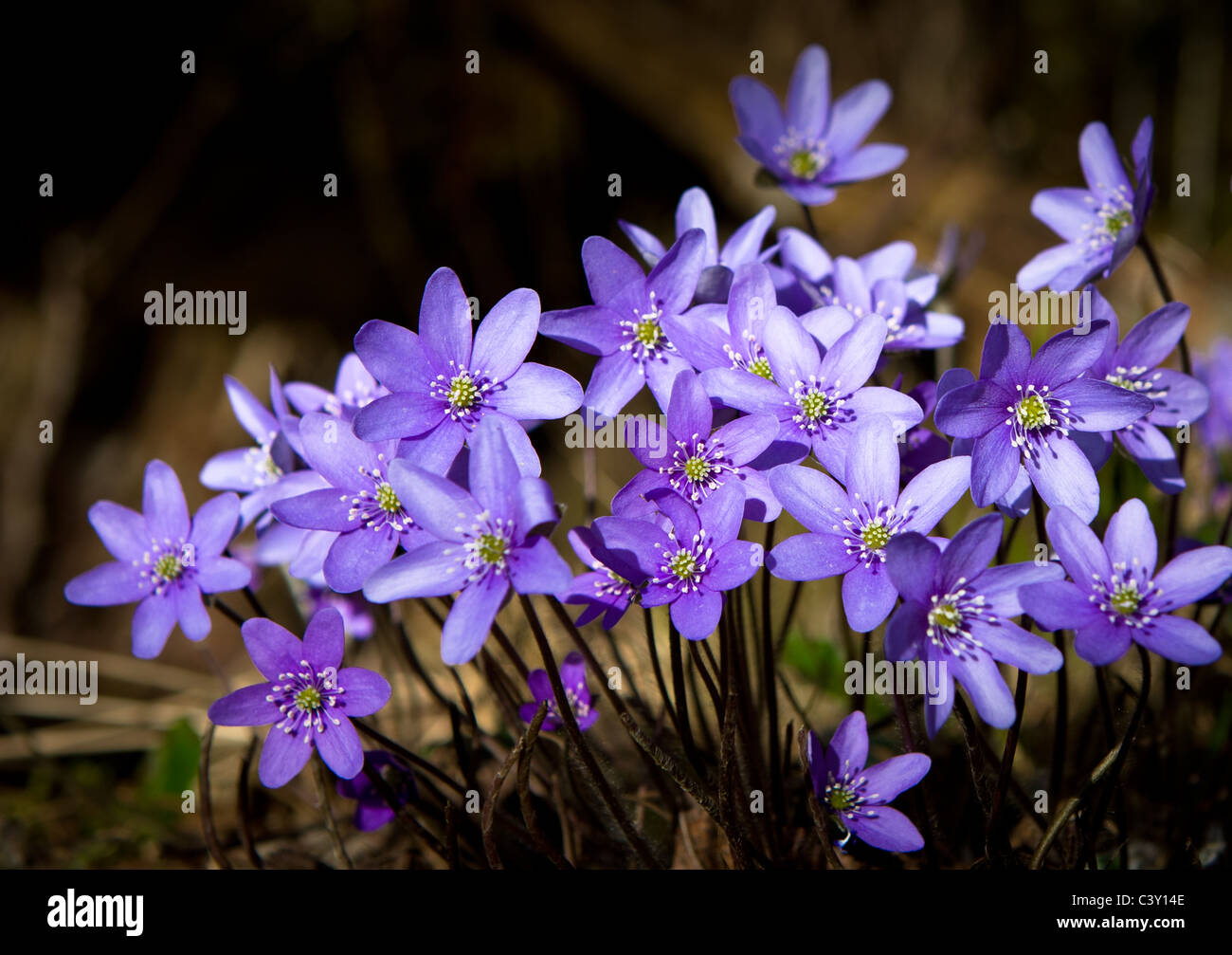 Bouquet blue pennywort hi-res stock photography and images - Alamy
