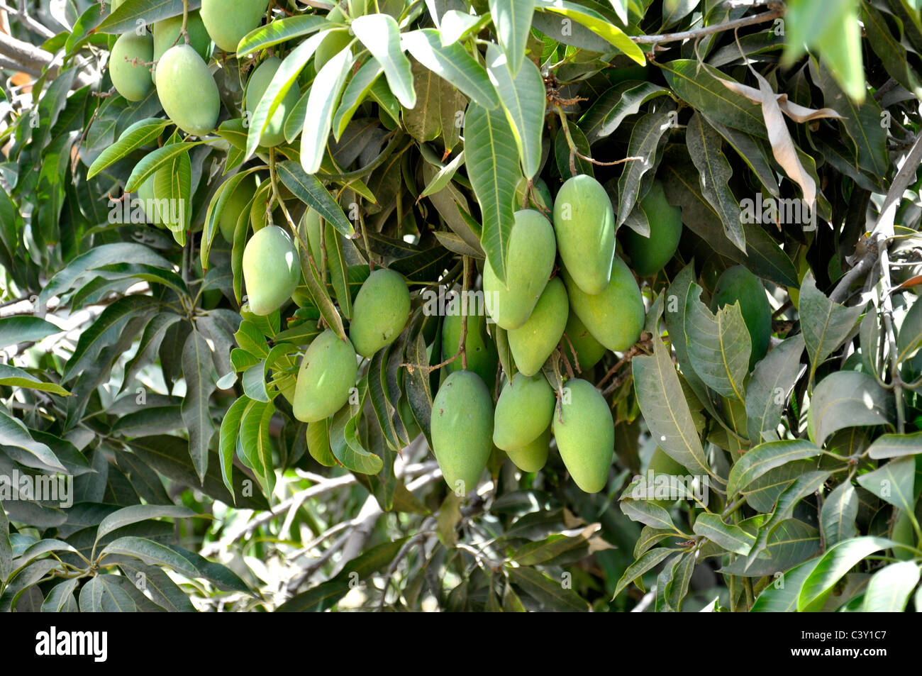 Mango farming hi-res stock photography and images - Alamy