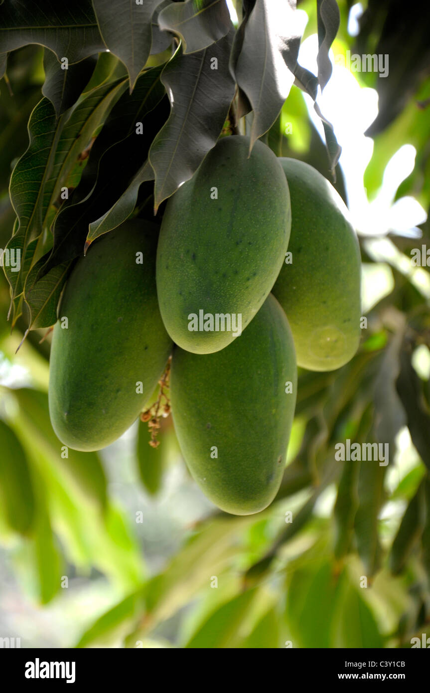 Ripe mangoes hanging hi-res stock photography and images - Alamy