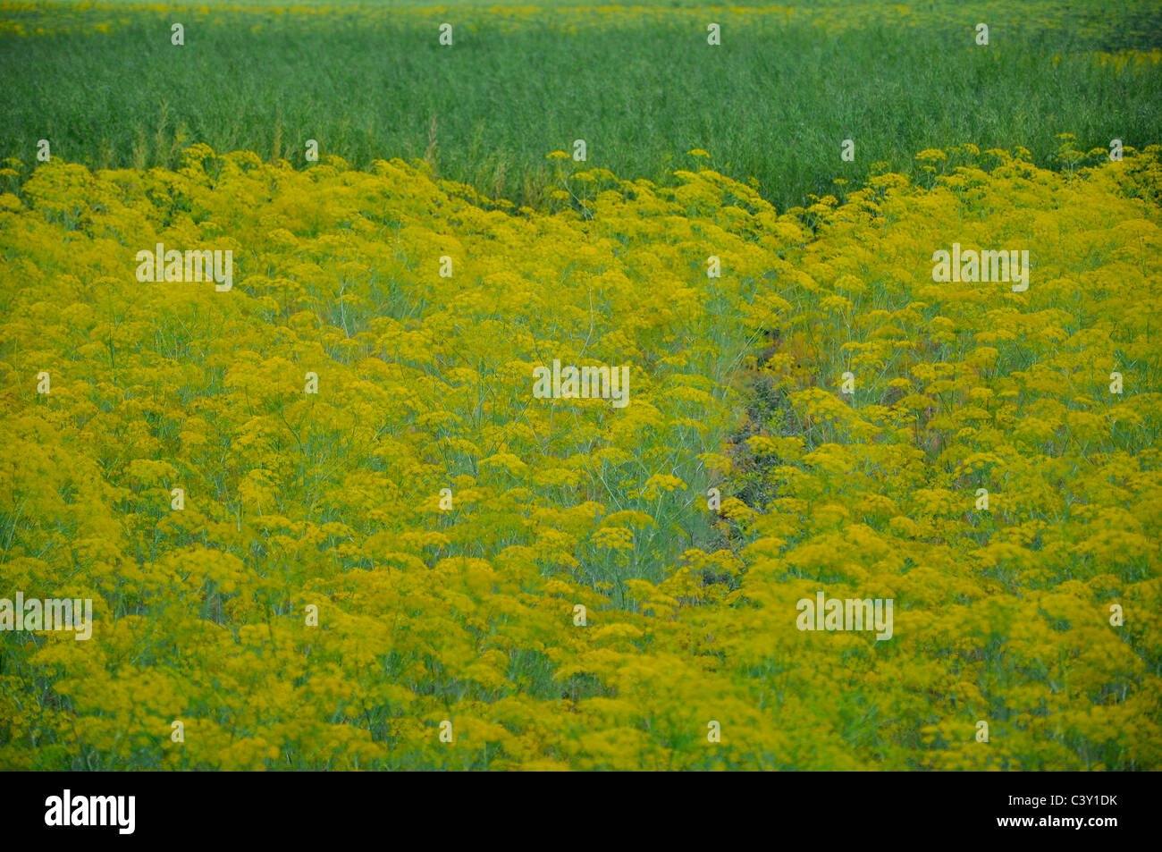 Mustard oil plants hi-res stock photography and images - Alamy