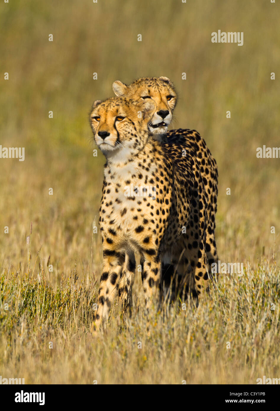 cheetah duo hunting Stock Photo - Alamy