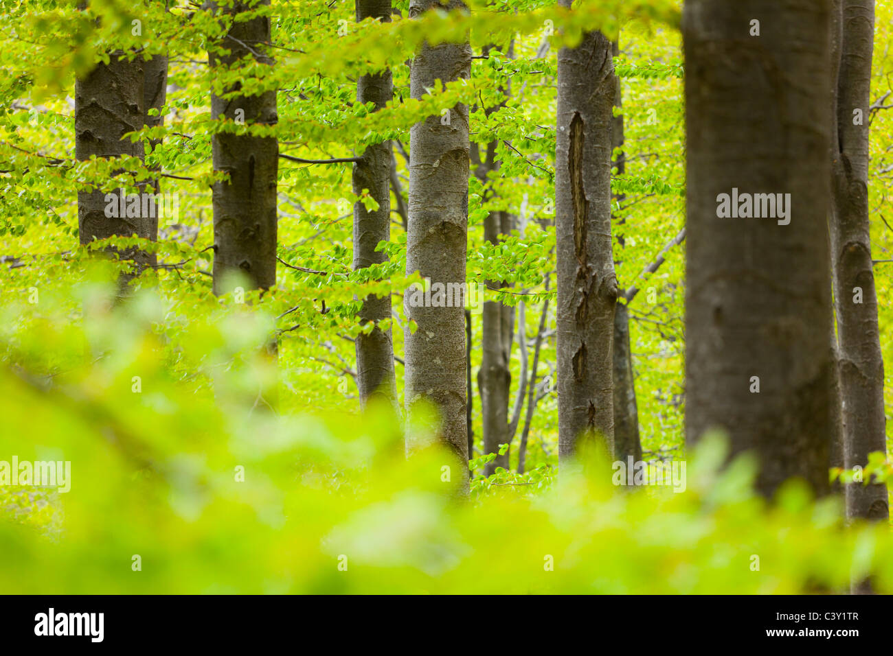 Dense forest numerous trees hi-res stock photography and images - Alamy