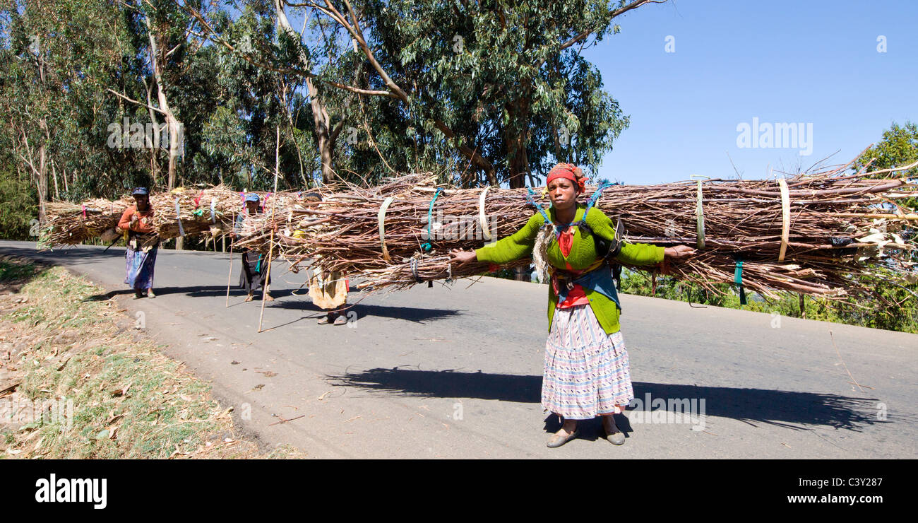 Ethiopian women carrying bundles of firewood in the Entoto Mountains ...