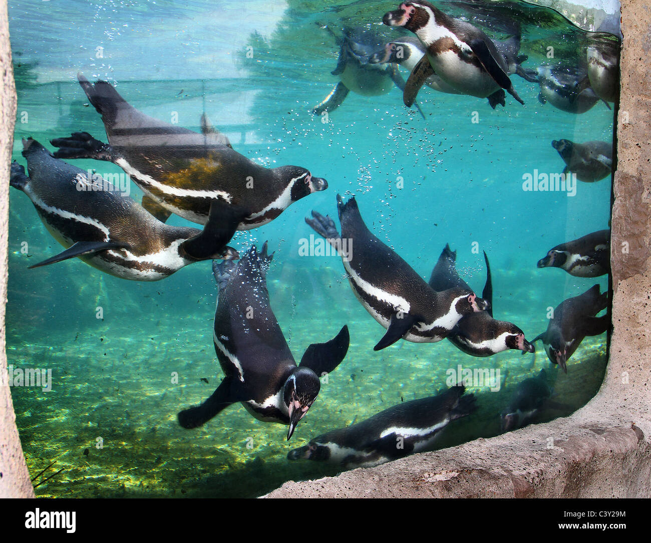 Penguins swimming in public viewing tank Stock Photo - Alamy
