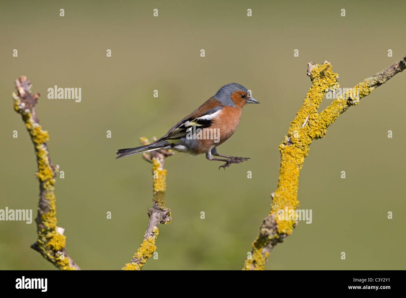 Bird hopping action hi-res stock photography and images - Alamy