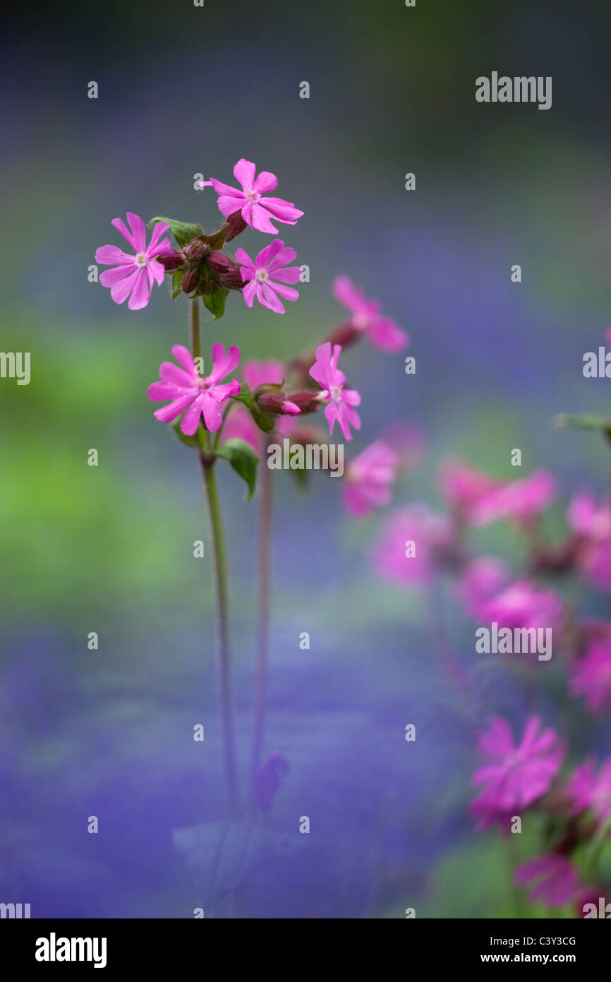 Bluebells Hyacinthoides non-scriptus & Red Campion flowers growing in ...