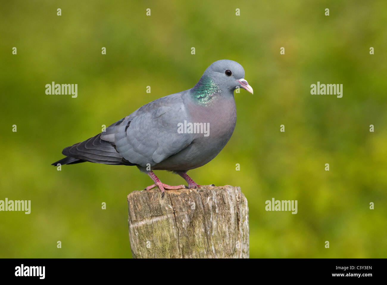 Stock Dove Columba oenas Stock Photo - Alamy