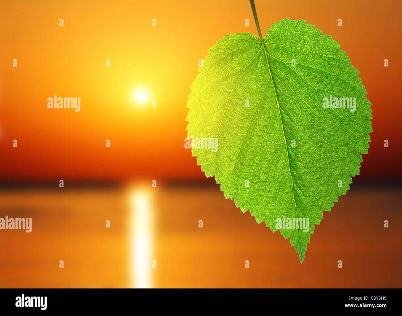green leaf macro and sunrise over sea Stock Photo - Alamy