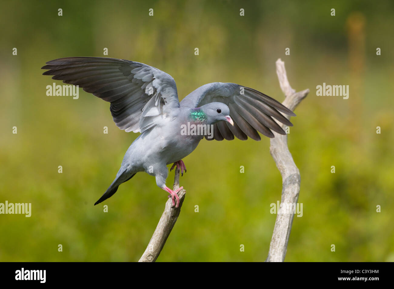 Stock Dove Columba oenas flying from perch Stock Photo - Alamy
