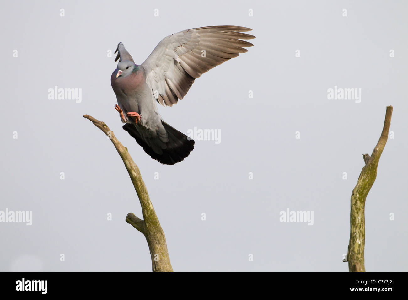 Flying stock dove hi-res stock photography and images - Alamy