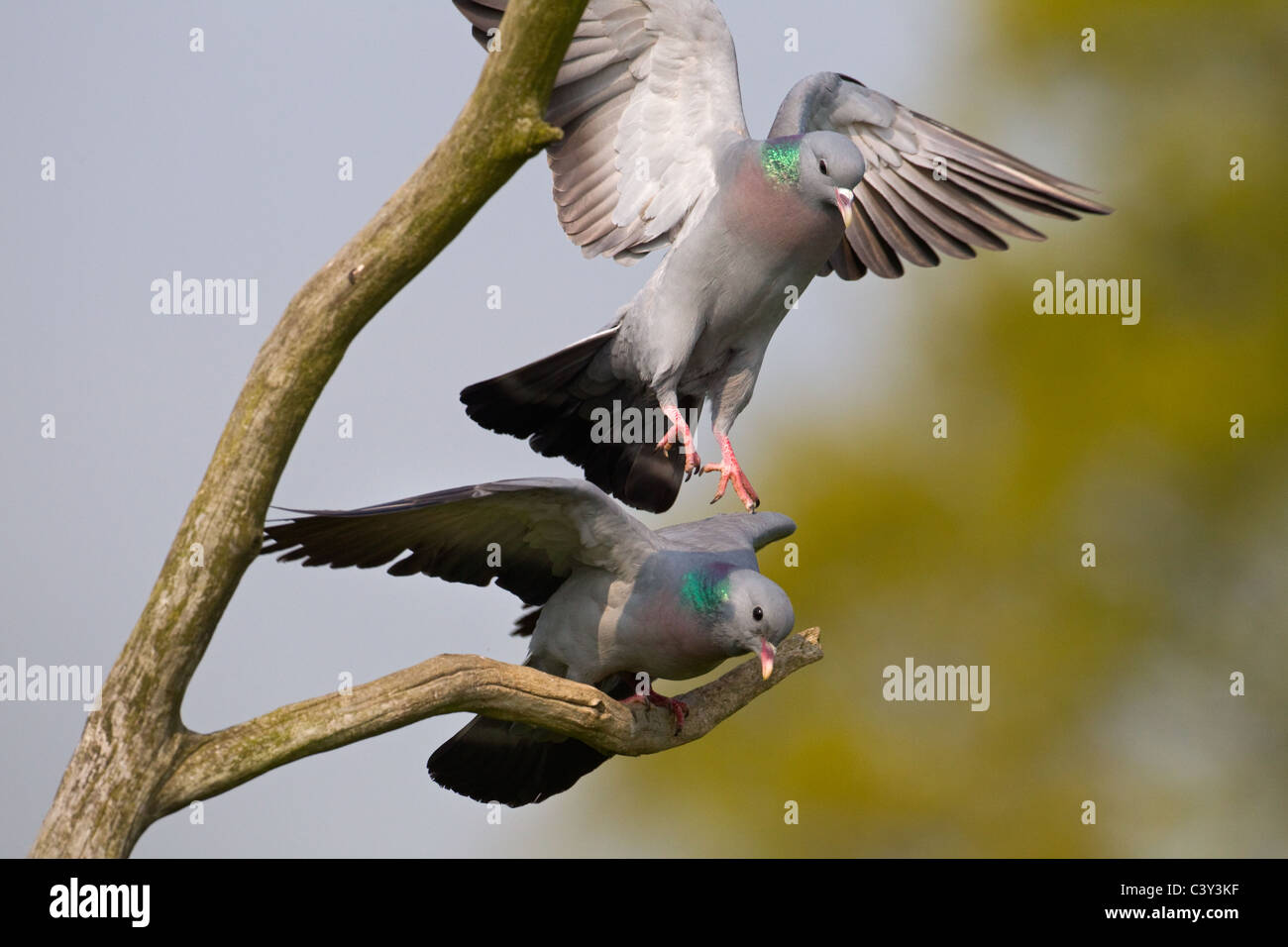 Two stock doves hi-res stock photography and images - Alamy