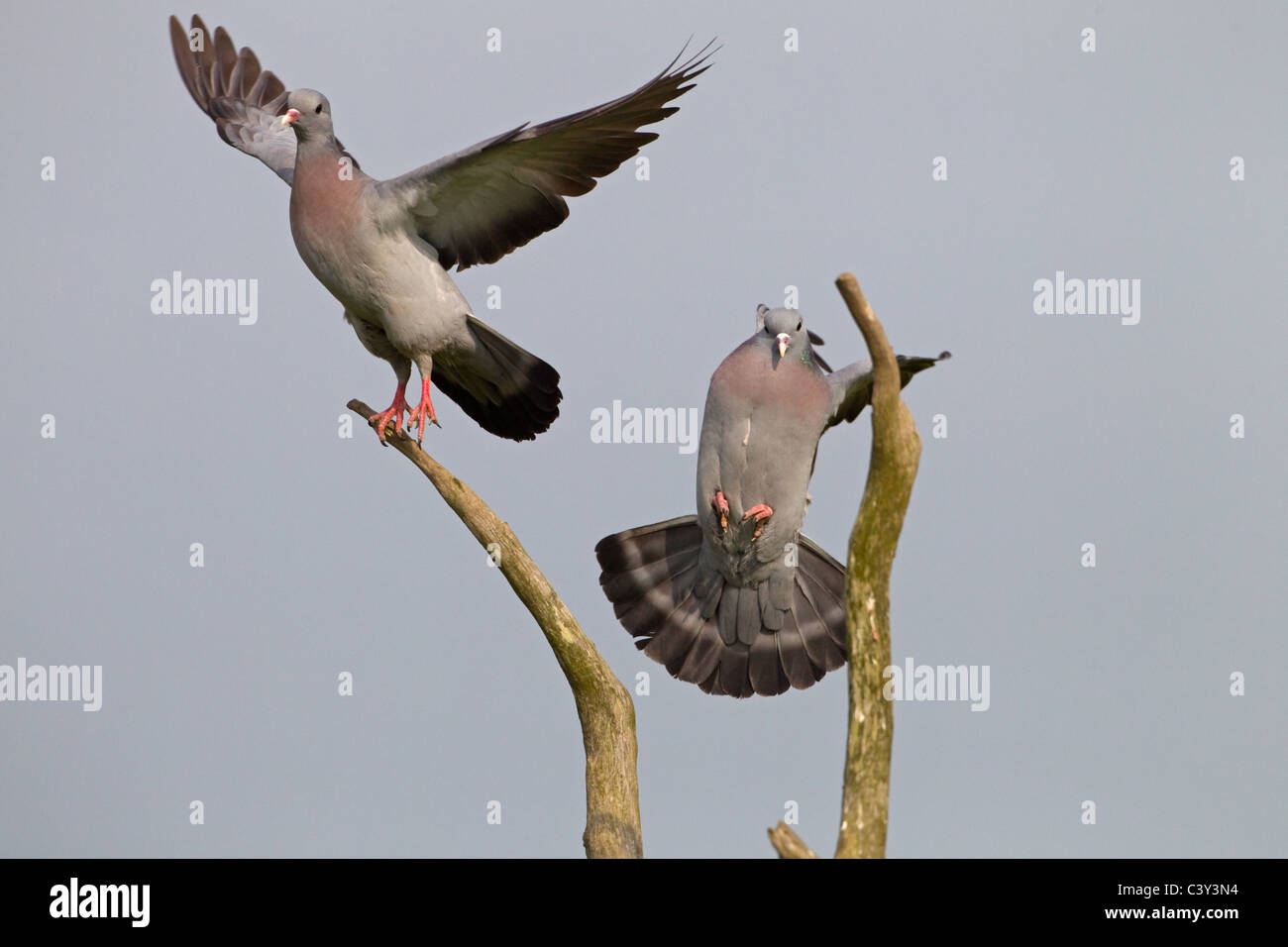 Flying of doves hi-res stock photography and images - Alamy
