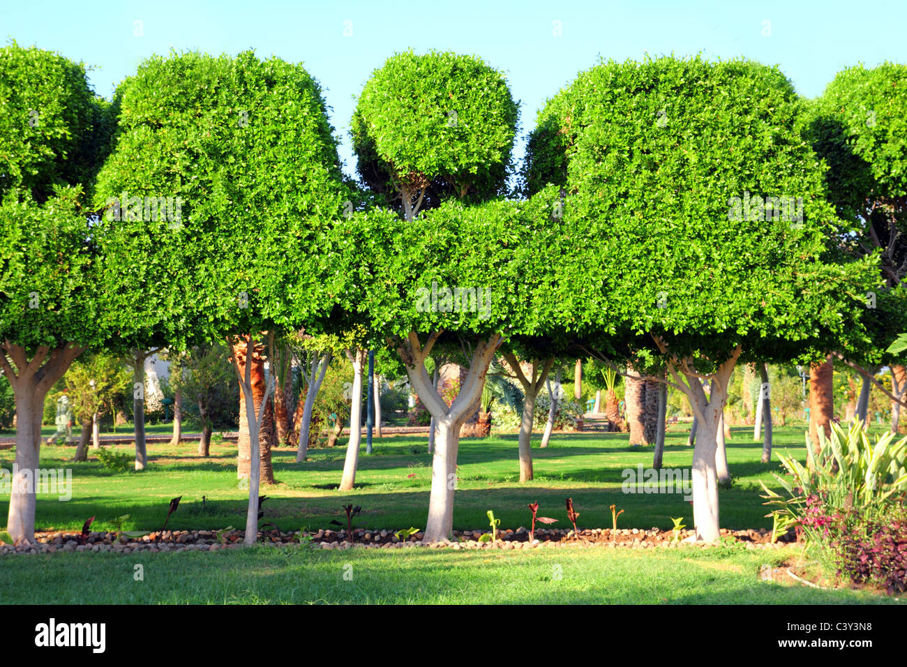 beauty trimmed trees in garden Stock Photo - Alamy