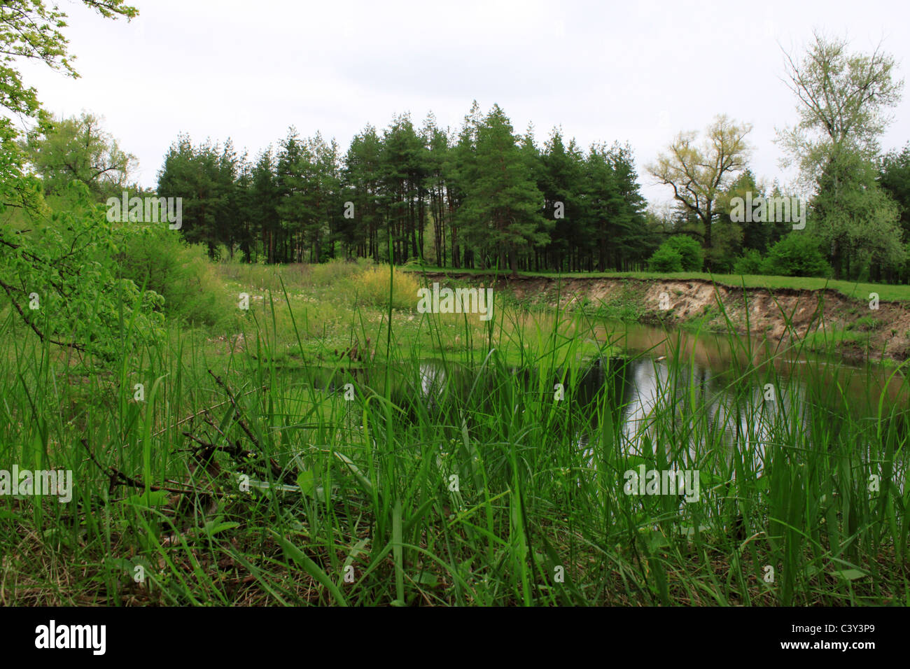 Forest with a river hi-res stock photography and images - Alamy