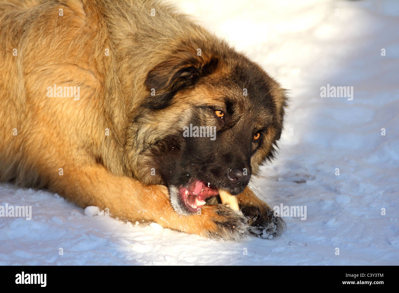 Can A Caucasian Shepherd Dog Live In Azerbaijan