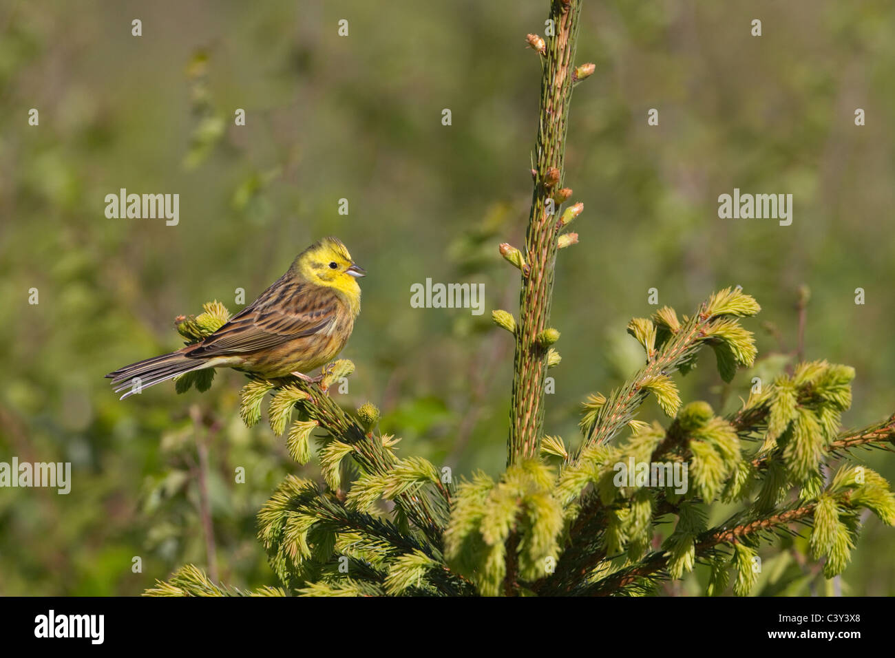 Conifer plantation bird hi-res stock photography and images - Alamy