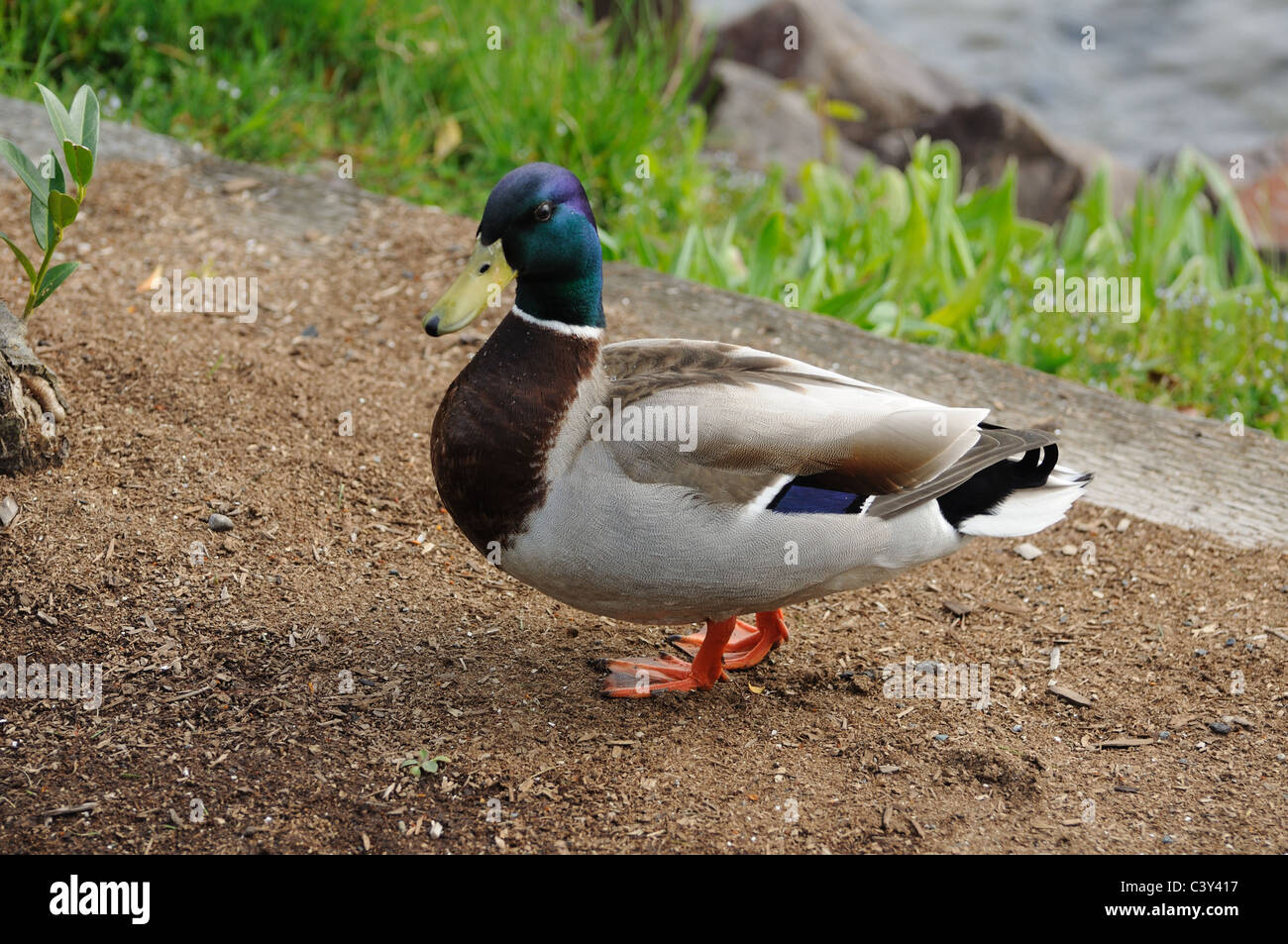 Duck by the pond Stock Photo - Alamy