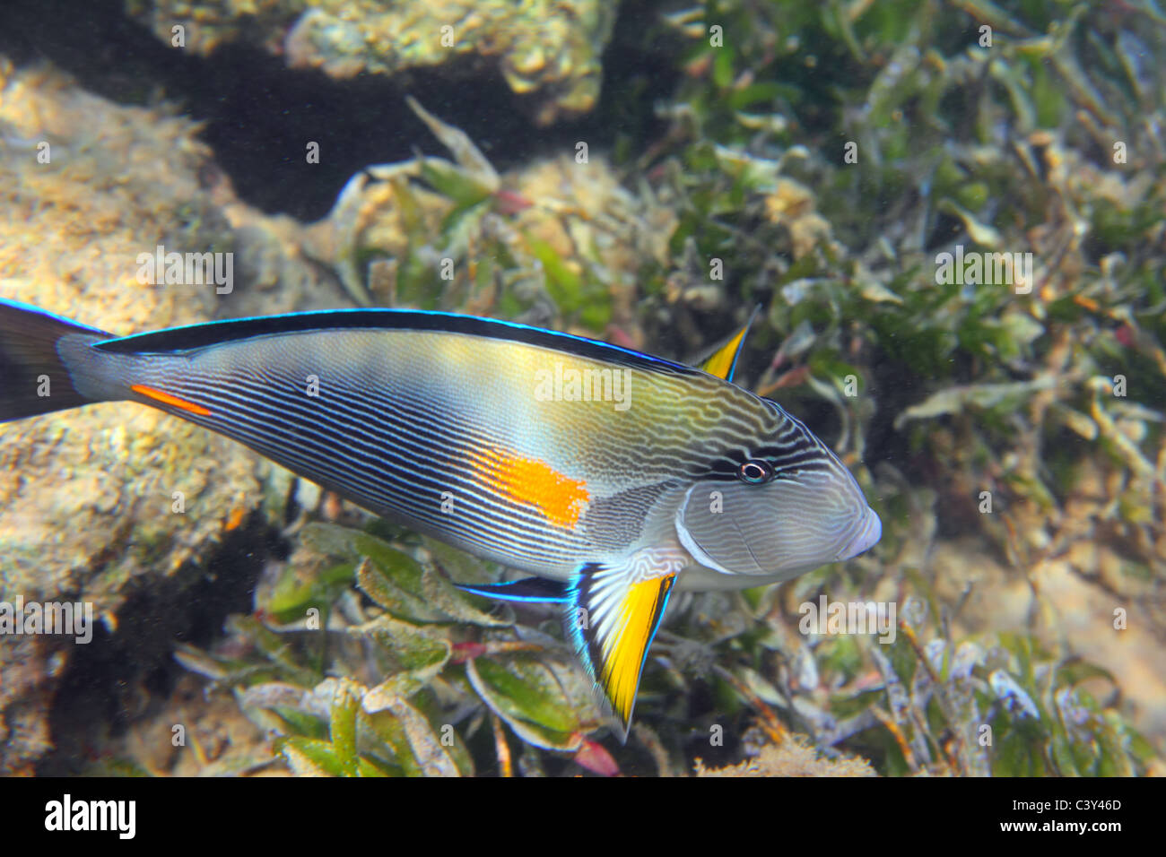 surgeon-fish close-up swiming under water among coral Stock Photo - Alamy