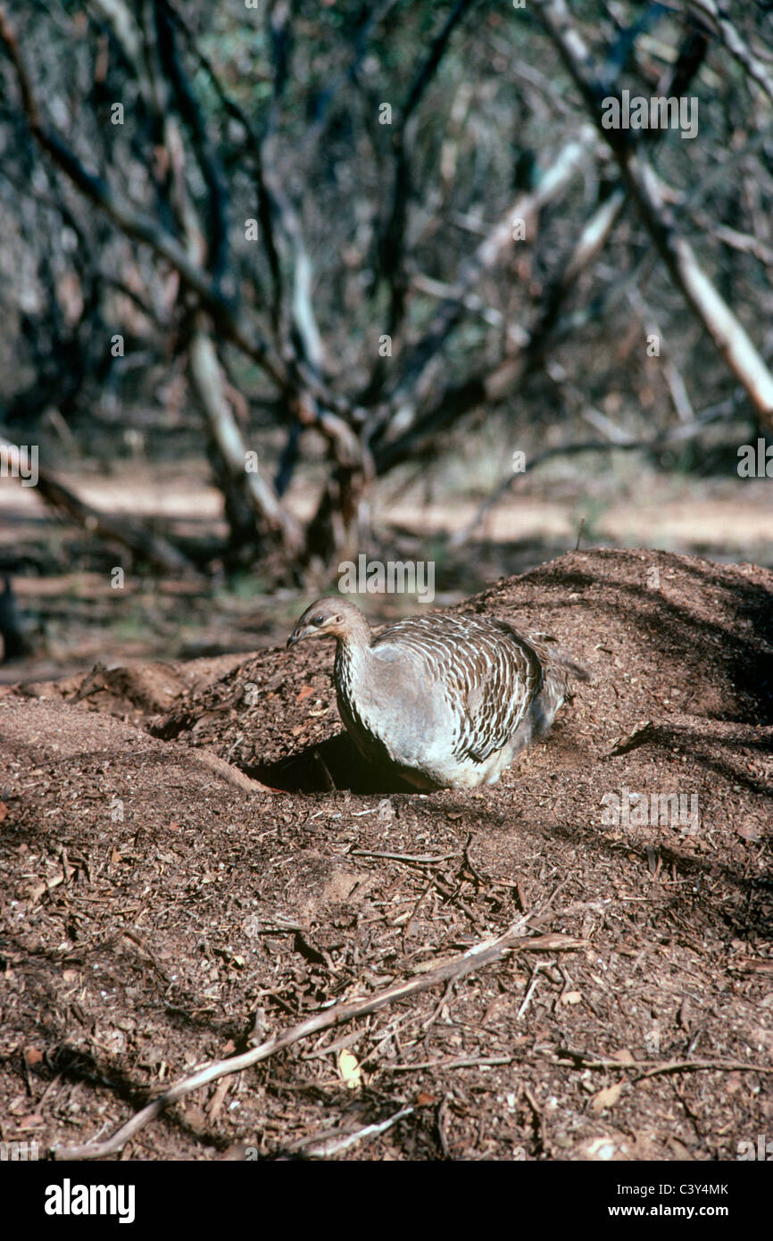 Australian mallee fowl hi-res stock photography and images - Alamy