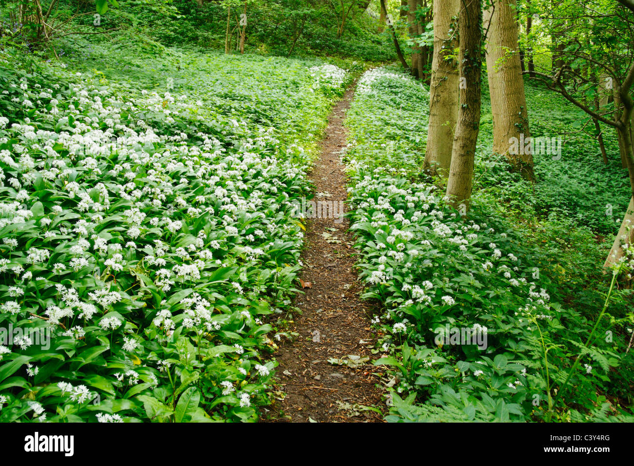 Walking wild garlic hi-res stock photography and images - Alamy